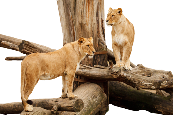 Safari package & Hotels – Masumin Tours